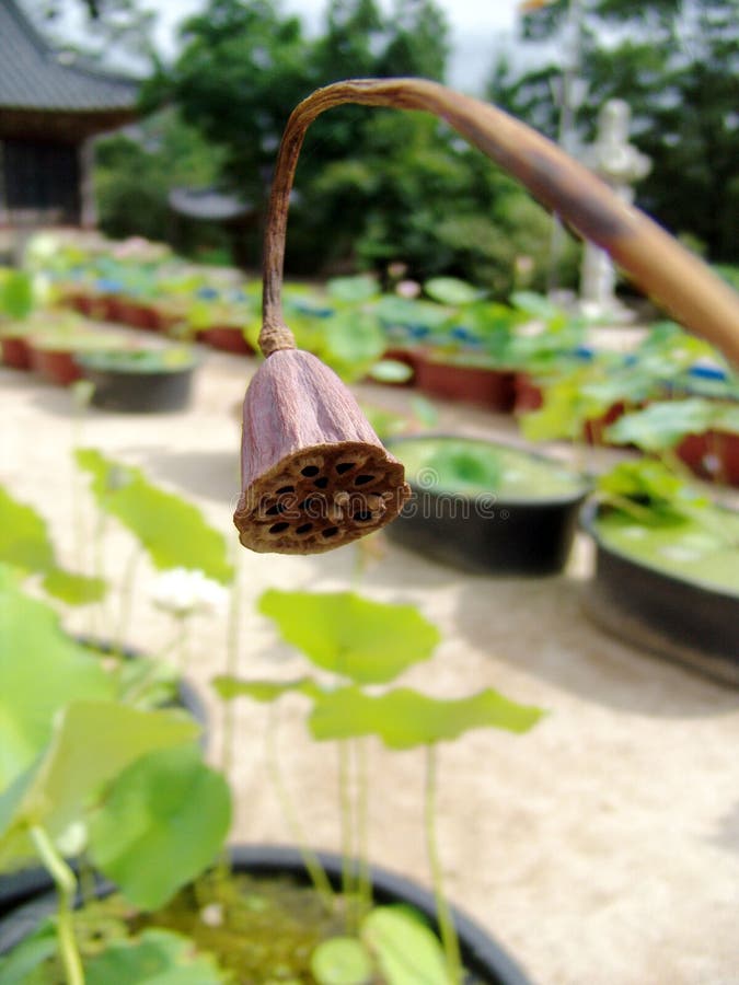 Lotus Root stock photo. Image of outdoors, lotus, trunk - 82416098