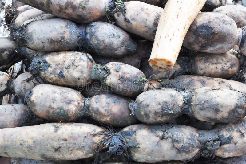 Lotus roots stock photo. Image of stacked, food, lake - 21028728