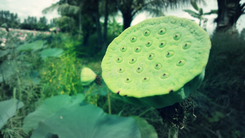 Lotus stock image. Image of gardens, flowers, showy, river - 40288875