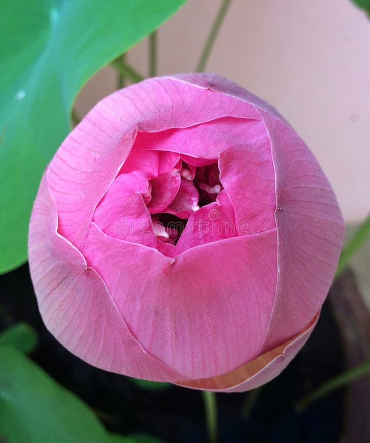 Lotus rose photo stock. Image du sunset, nature, jardin - 89942928