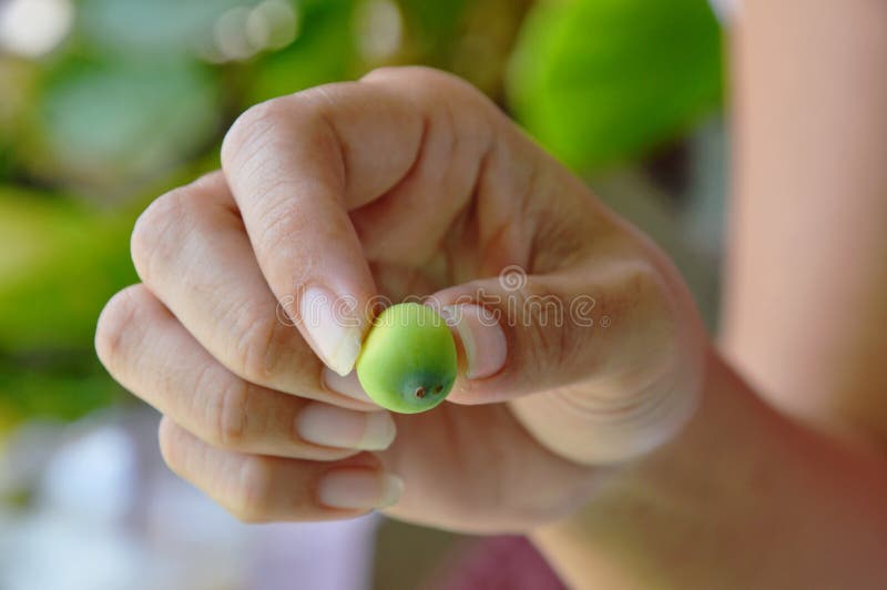 Lotus Seed in Finger Picking Stock Photo - Image of nail, healthy: 71557056
