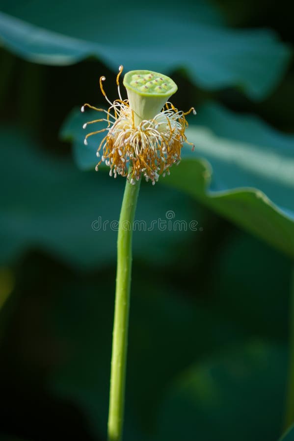 Lotus seed stock photo. Image of flower, root, drop, waterdrop - 35540054