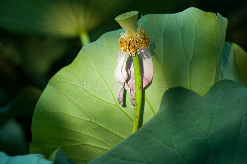 Lotus seed stock photo. Image of leaves, water, closeup - 35540116