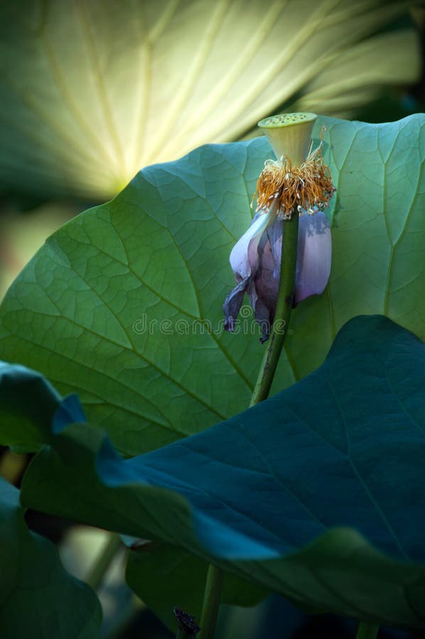 Lotus seed stock image. Image of core, waterdrop, lotus - 35569443
