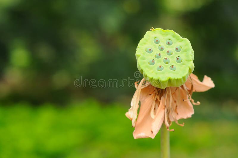 A Lotus Seed Head stock photo. Image of head, nelumbo - 209724070