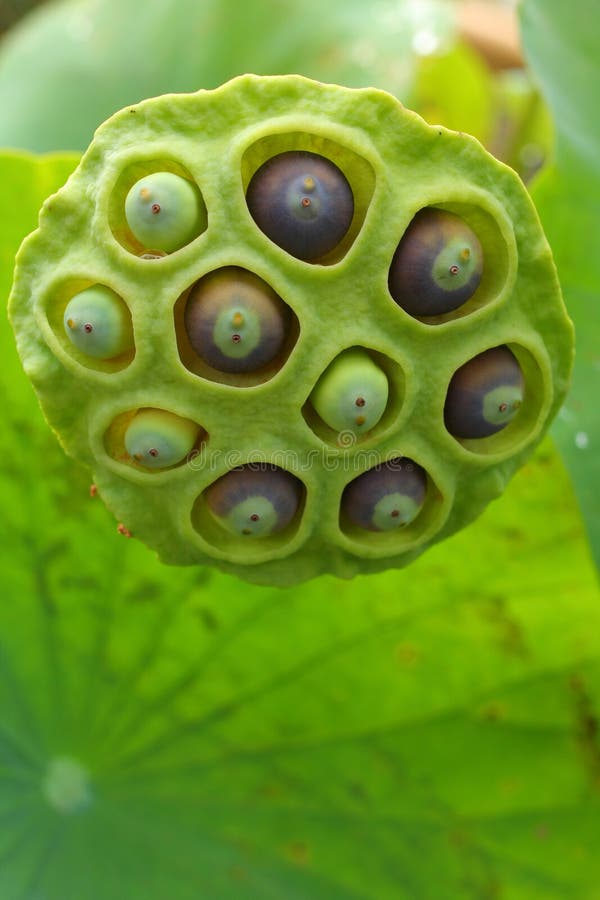 Lotus seed stock photo. Image of fruit, herbal, green - 32875422