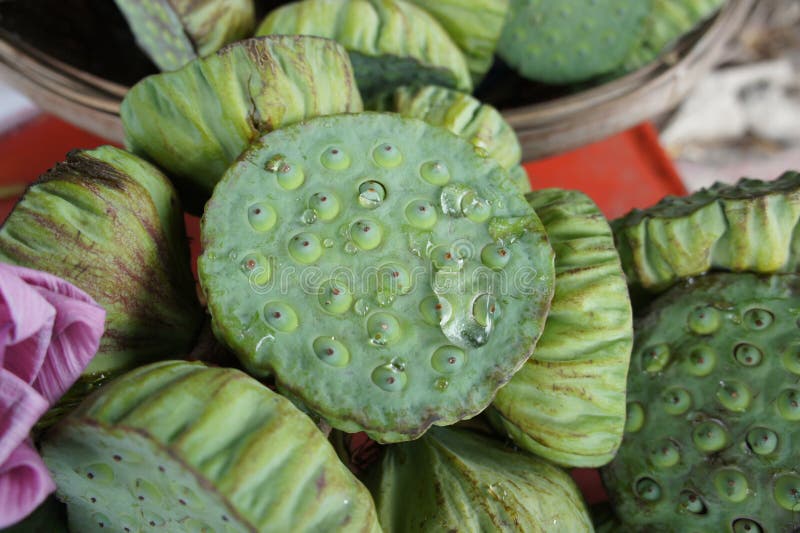 Lotus Seed Pod stock image. Image of beautiful, garden - 58165727