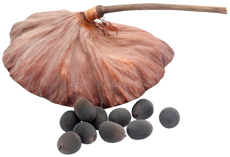 Lotus seed pod stock image. Image of botany, beautiful - 295416983