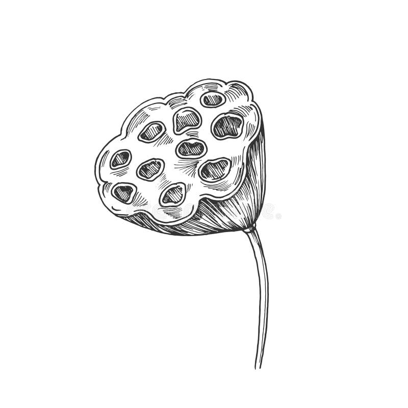 Lotus Seed Pods Vector Illustration Hand Drawn with Ink and Isolated on ...