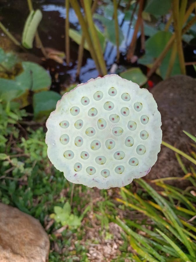 Lotus seed trypophobia stock image. Image of tree, produce - 253030101