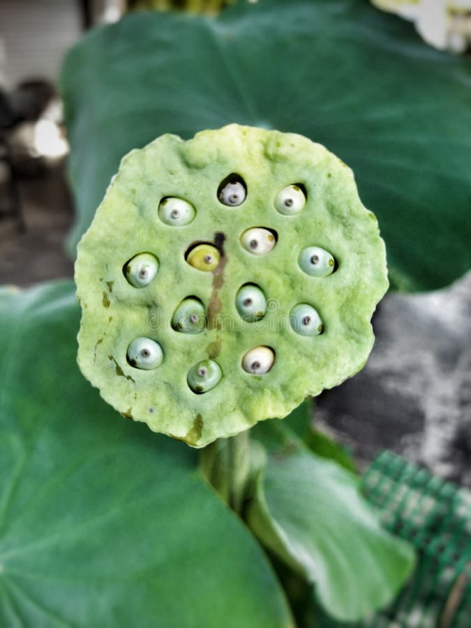 260 Trypophobia Stock Photos - Free & Royalty-Free Stock Photos from ...