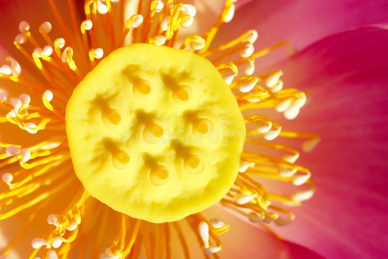 Lotus seedpod stock image. Image of yellow, pink, pistil - 32981283