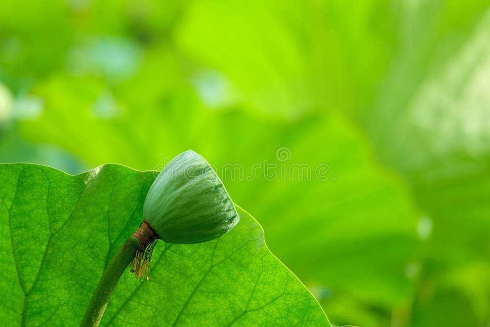 Lotus seedpod and leaf stock image. Image of leaf, seeds - 252668137