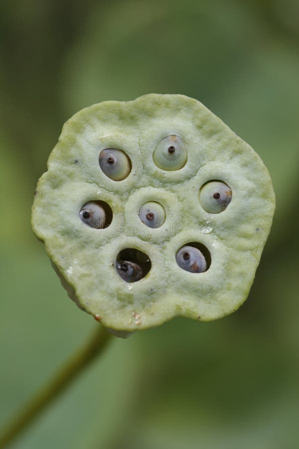 Lotus Seeds stock image. Image of hindu, flower, nelumbium - 1058633
