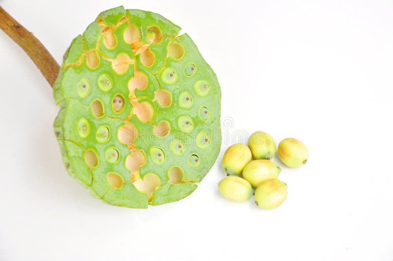 Lotus seeds stock photo. Image of freshness, asia, scattered - 25742132