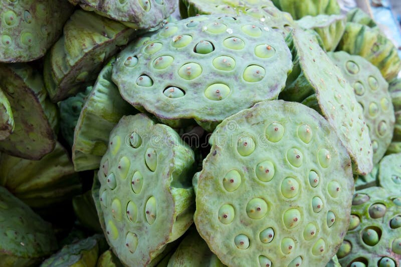 Lotus seeds stock photo. Image of organic, tropical, flora - 28943656