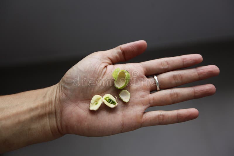 Lotus Pod Photoshop Hand