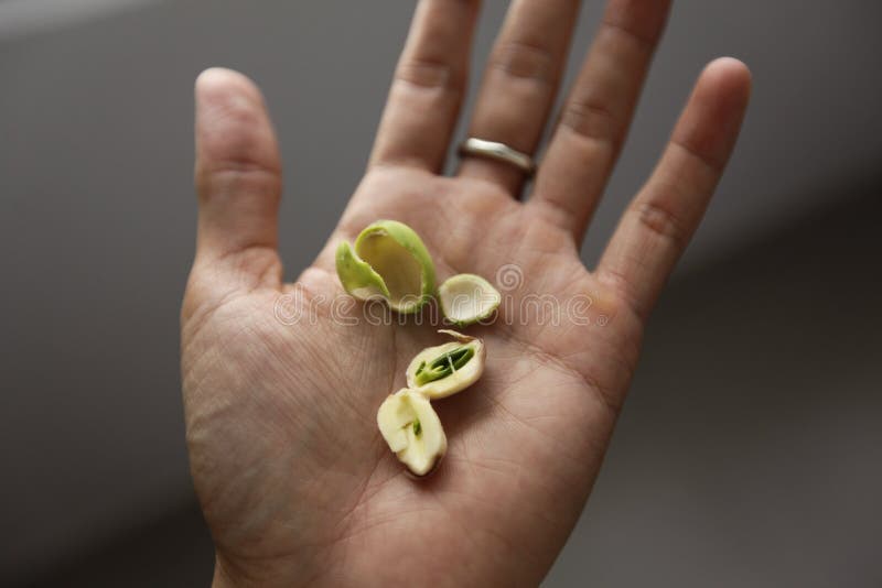 Lotus Pod Photoshop Hand