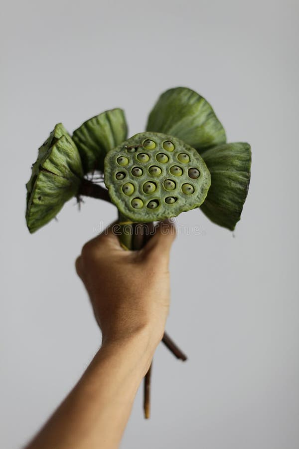 Lotus Seeds Men Hand Stock Photos - Free & Royalty-Free Stock Photos ...