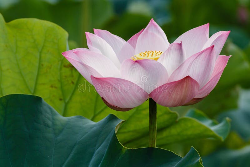 Lotus - the Sense of Enlightenment Stock Photo - Image of leaf, botany ...