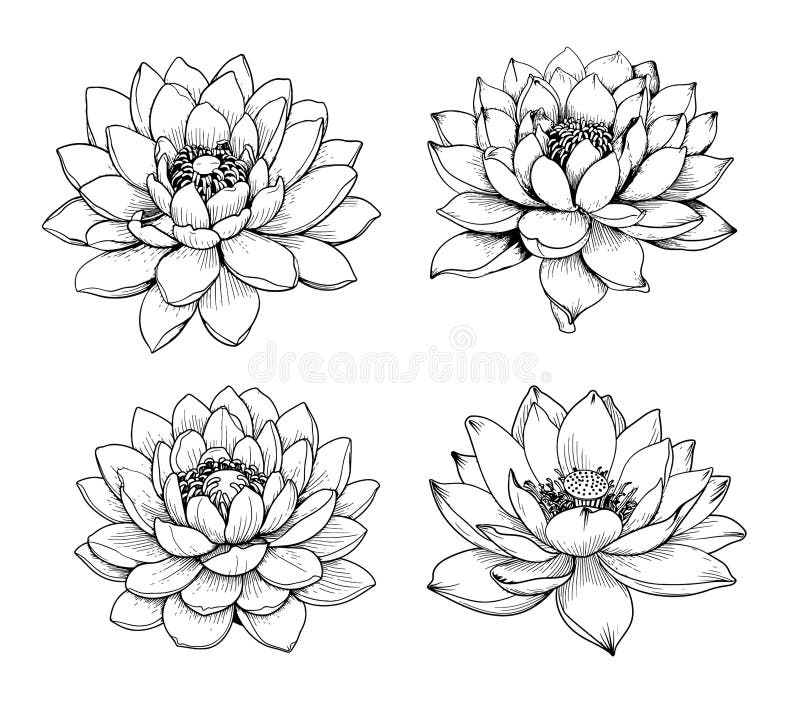 Lotus Set Sketch Hand Drawn in Comic Style.Vector Illustration Wild ...