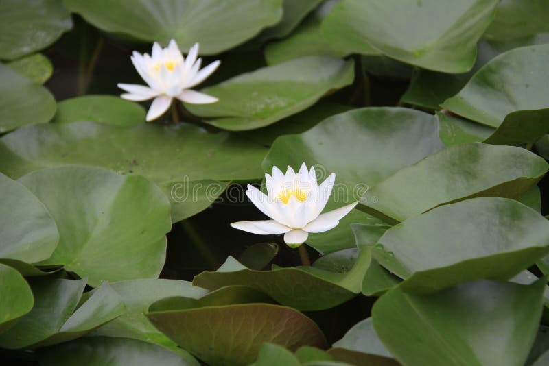 Lotus stock photo. Image of plants, flowers, white, leaf - 39555992