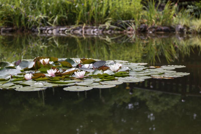 Lotus stock image. Image of asia, green, aquatic, india - 41709139