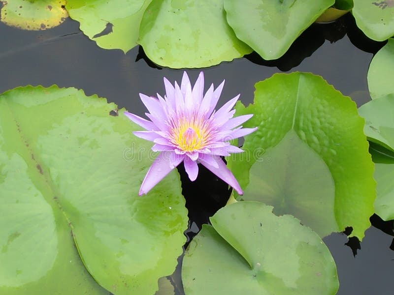 Lotus stock photo. Image of beat, life, lotus, beautiful - 121536374