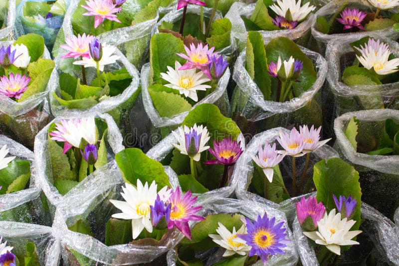 Lotus sprout stock image. Image of lotus, green, sprout - 42947261