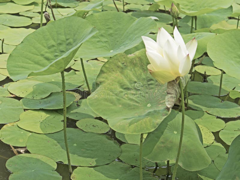 Pure white lotus stock image. Image of pond, pink, quiet - 106883327