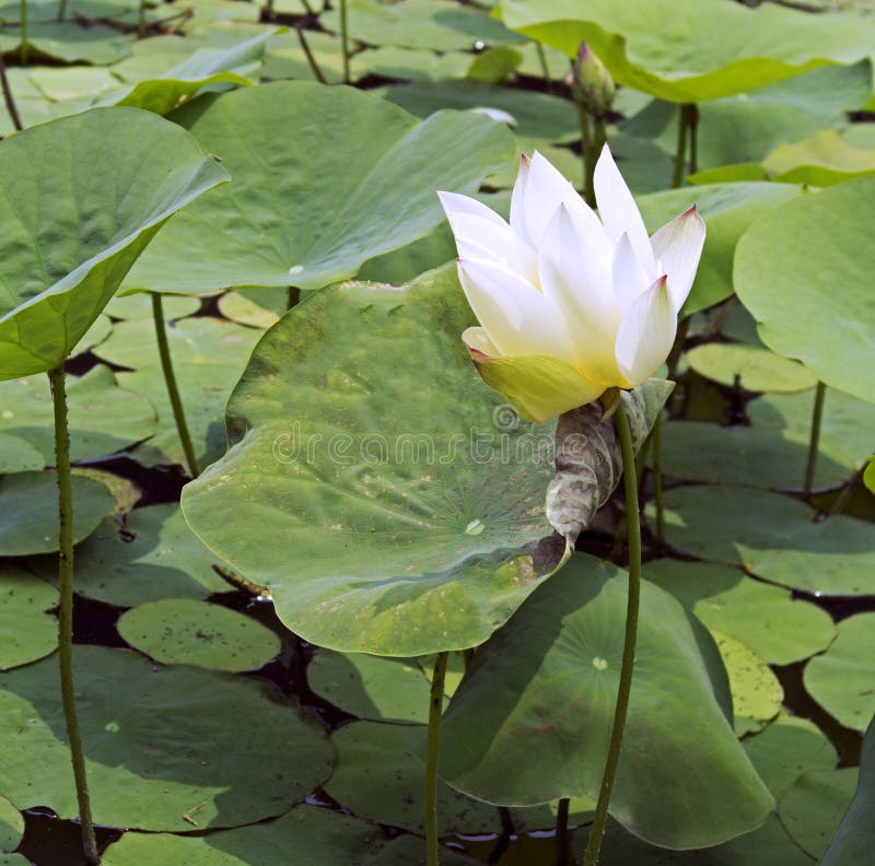Pure white lotus stock image. Image of buddhism, close - 106883397