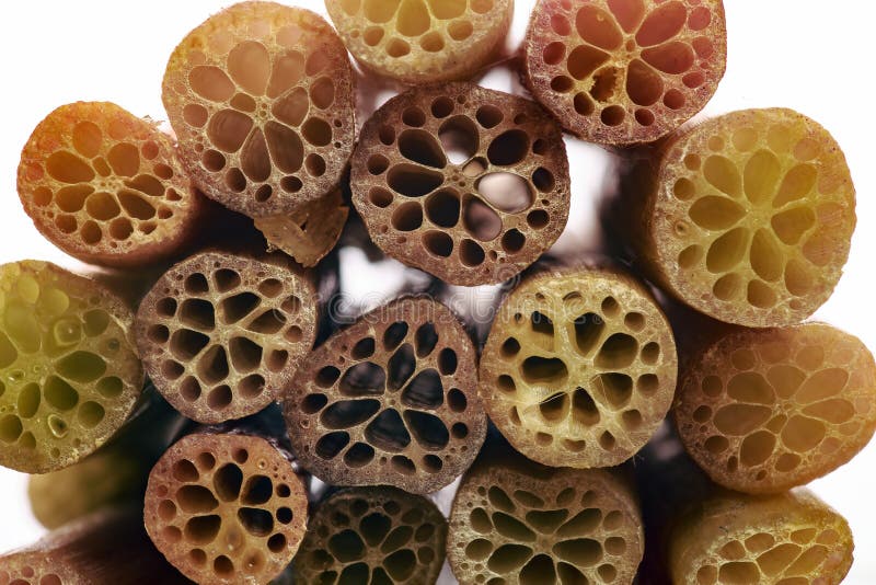 Lotus stem for cooking stock photo. Image of healthy - 227820076