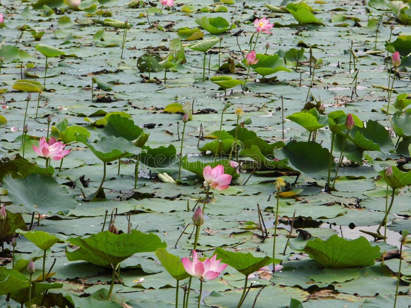 Marsh Red-Lotos Meer Des Roten Lotos Thailand Stockfoto - Bild von ...