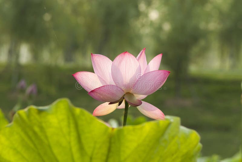 The lotus of the sun stock image. Image of water, lily - 107343481