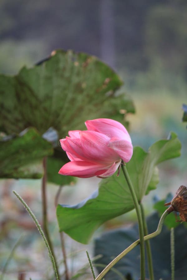 Lotus in the swamp stock photo. Image of swamp, romance - 58253672