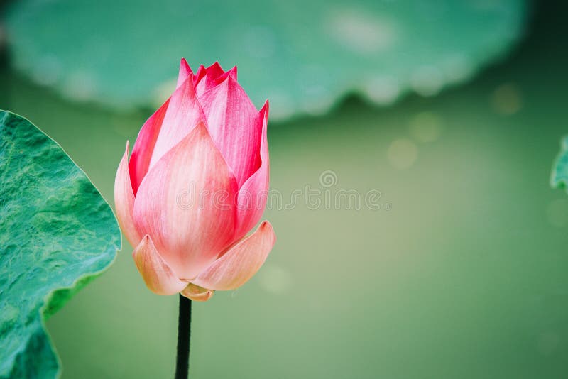Lotus in the swamp stock image. Image of pastel, nature - 120287875