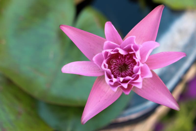 Lotus in swamp stock photo. Image of waterlily, pink - 94395238