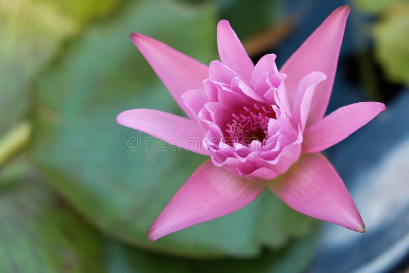 Lotus in swamp stock photo. Image of flower, summer, waterlily - 94395246