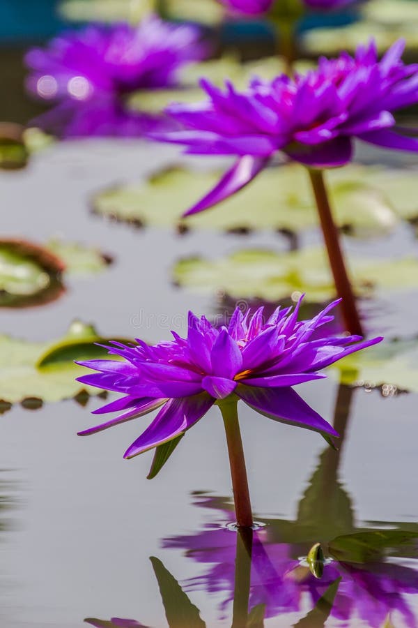 Lotus in tha pond stock image. Image of blossom, virtue - 91016043
