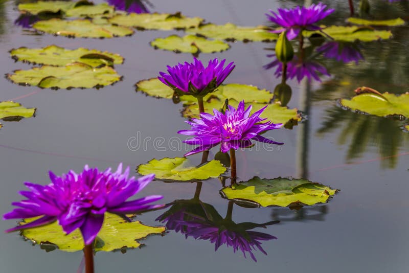 Lotus in tha pond stock photo. Image of nature, flora - 91016106