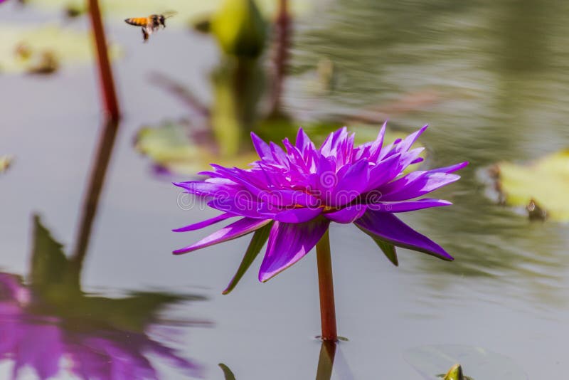 Lotus in tha pond stock photo. Image of leaf, pray, beautiful - 91016496