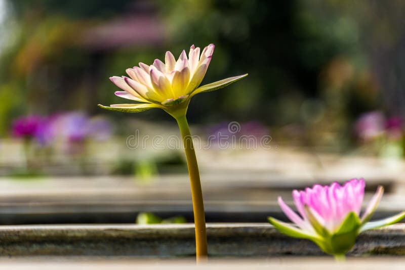 Lotus in tha pond stock image. Image of leaf, bloom, aquatic - 91017001