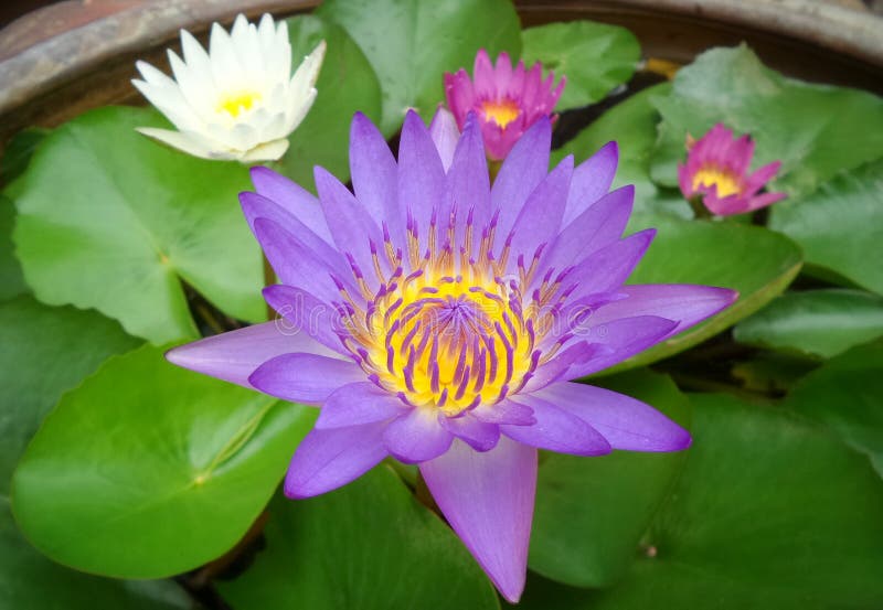 Lotus three color stock image. Image of lotus, three - 44399893