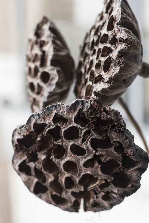 Dry Lotus stock photo. Image of flowers, closeup, macro - 36690754