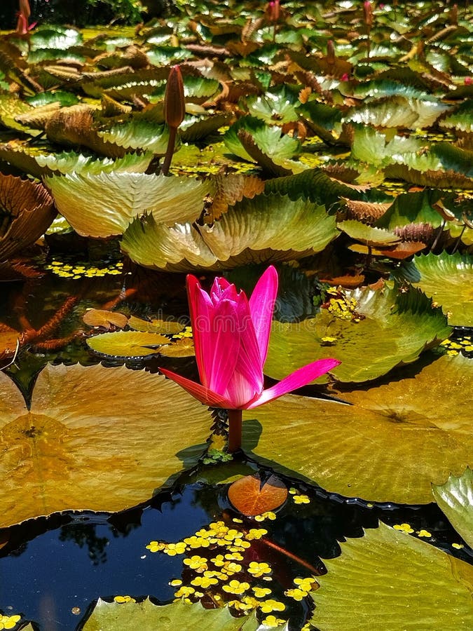 Lotus Thrives in Fish Ponds Stock Image - Image of water, fish: 272034075