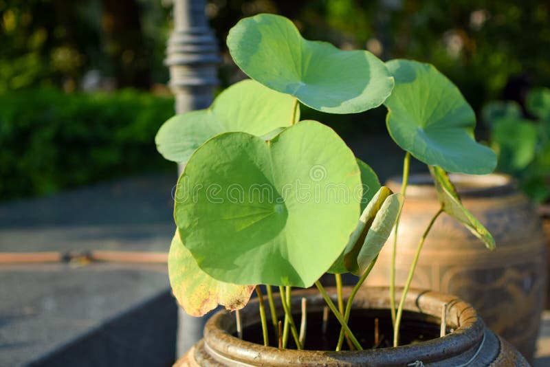 Lotus tree stock image. Image of flowers, beautiful - 242413415