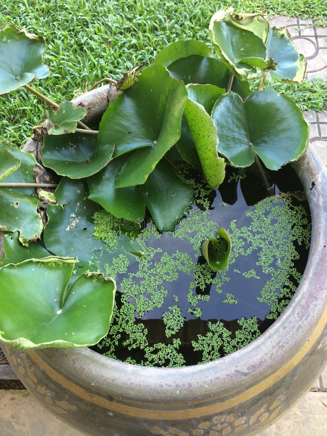 Lotus tree stock photo. Image of party, front, sacred - 82168638