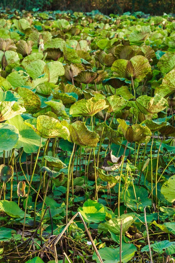 Lotus Tree and Lotus Leaf Background Stock Image - Image of natural ...