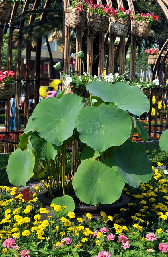 Lotus tree and mix flowers stock image. Image of white - 40810609