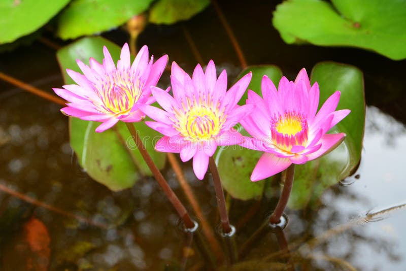 Lotus stock photo. Image of blossom, floral, decoration - 43156194